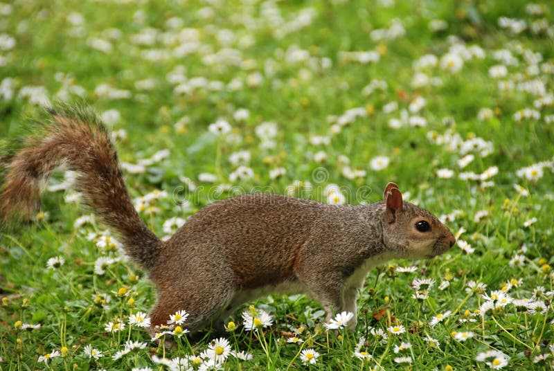 Squirrel stock photo. Image of portrait, cute, scared - 2625276
