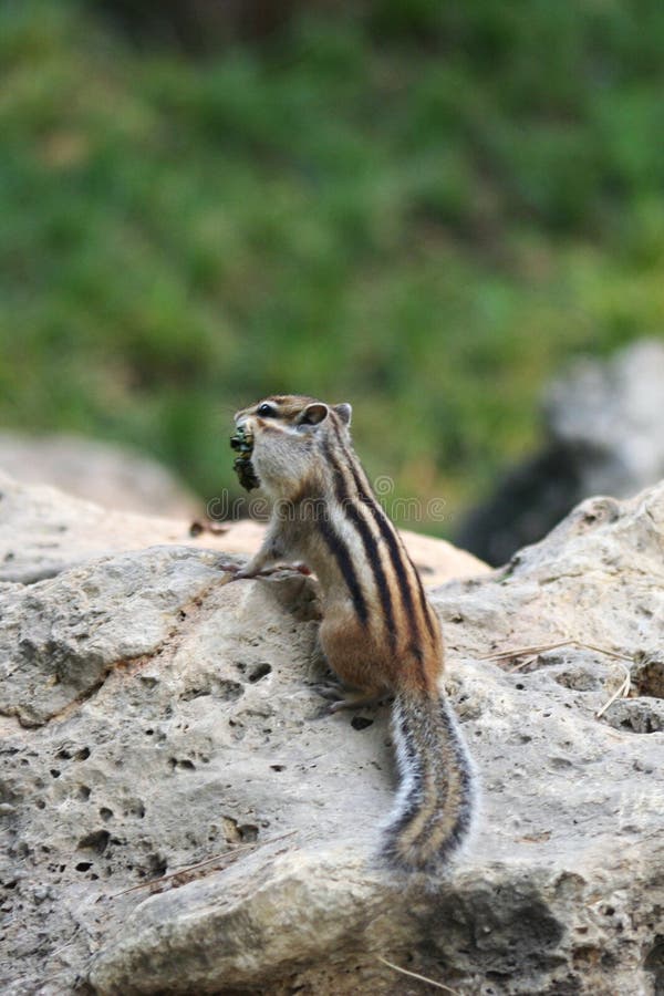 Roll in ball- Squirrel stock image. Image of tail, funny - 57969255