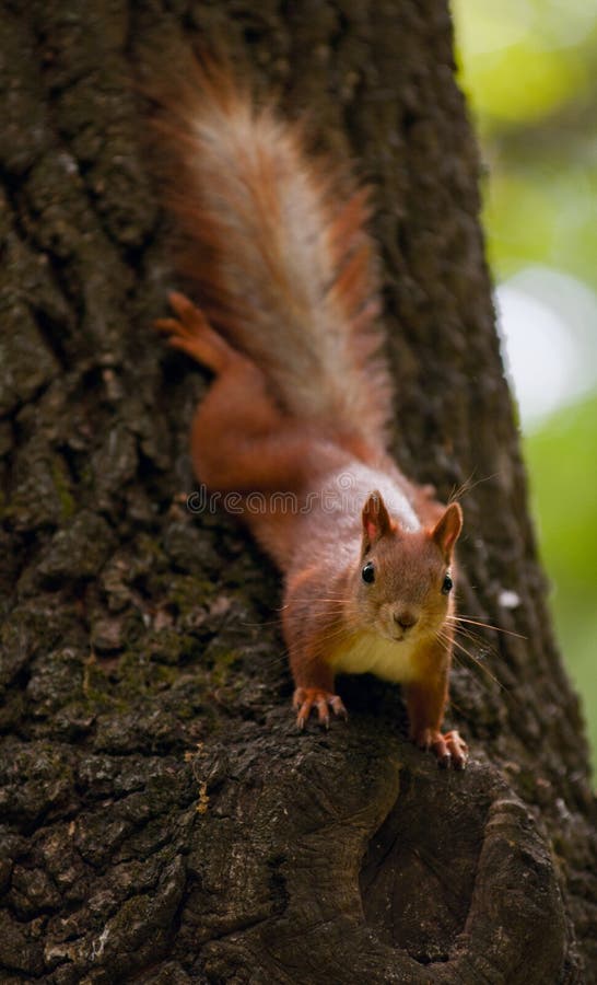 Squirrel stock photo. Image of mustache, tail, climb - 28590382