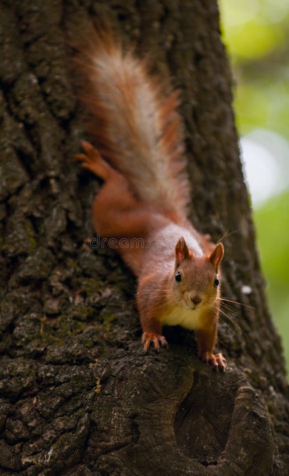 Squirrel stock photo. Image of mustache, tail, climb - 28590382