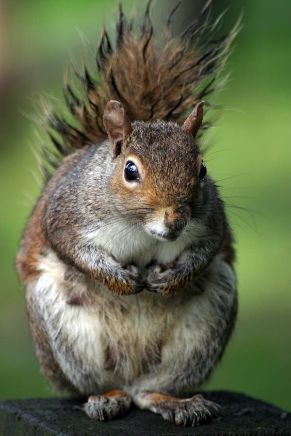 Squirrel stock photo. Image of animal, delicate, look, soft - 32298