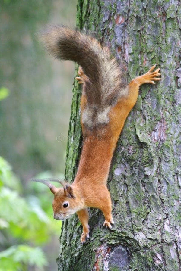 Hanging Squirrel stock image. Image of creature, rodent - 19095427