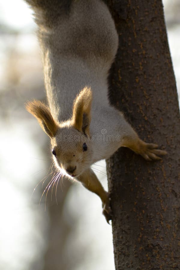 Northern Flying Squirrel at Night Stock Photo - Image of flying, night ...