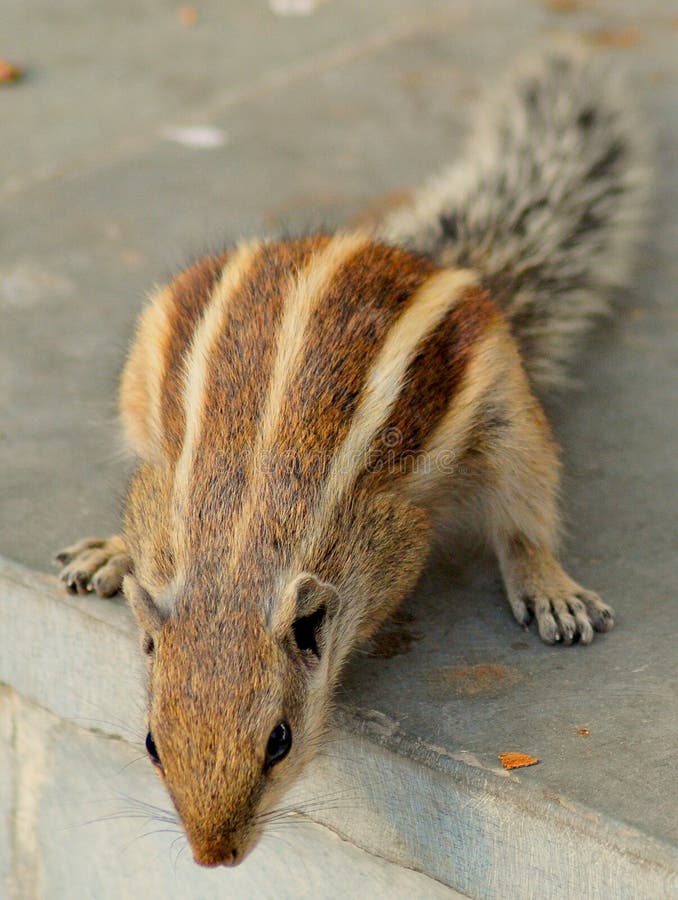 Roll in ball- Squirrel stock image. Image of tail, funny - 57969255