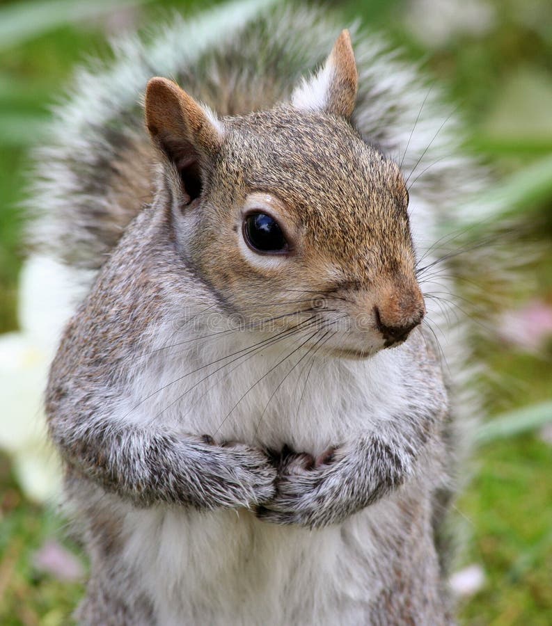 Squirrel stock image. Image of ainmal, furred, forest - 4890729
