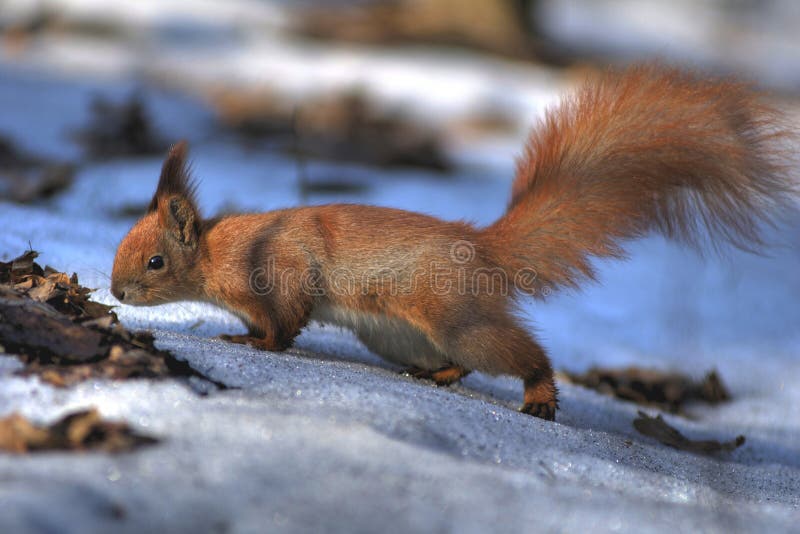 A squirrel stock image. Image of ukraine, snow, leafs - 4987103