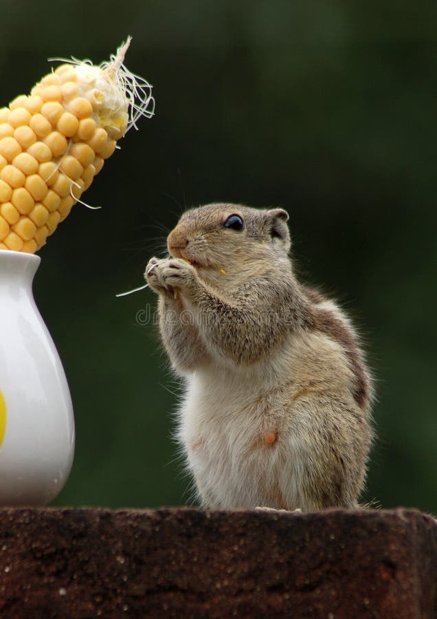Squirrel eating mango stock image. Image of animals, young - 10013933