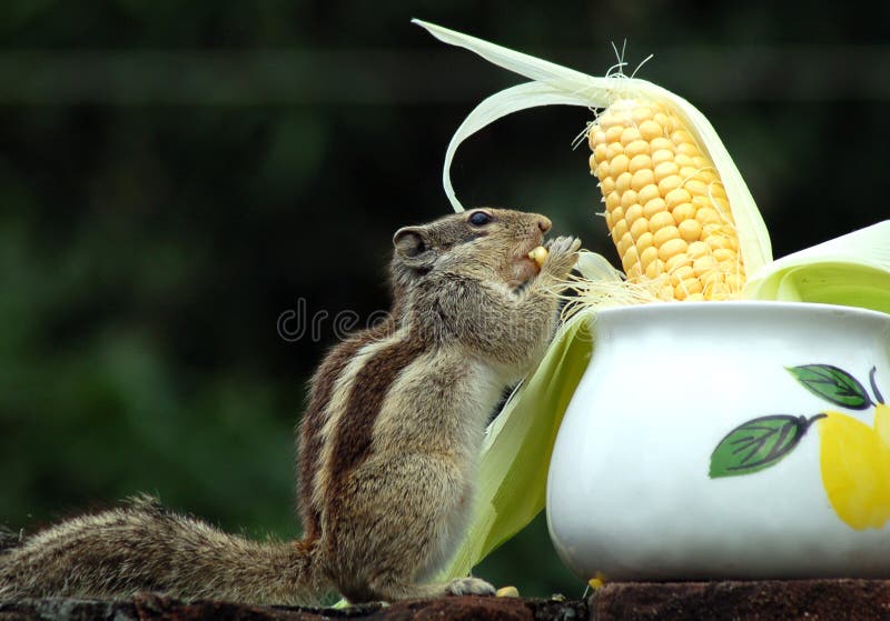 Squirrel eating mango stock image. Image of animals, young - 10013933