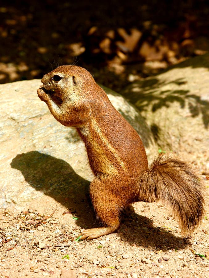 Squirrel stock photo. Image of north, america, colorado - 6782016
