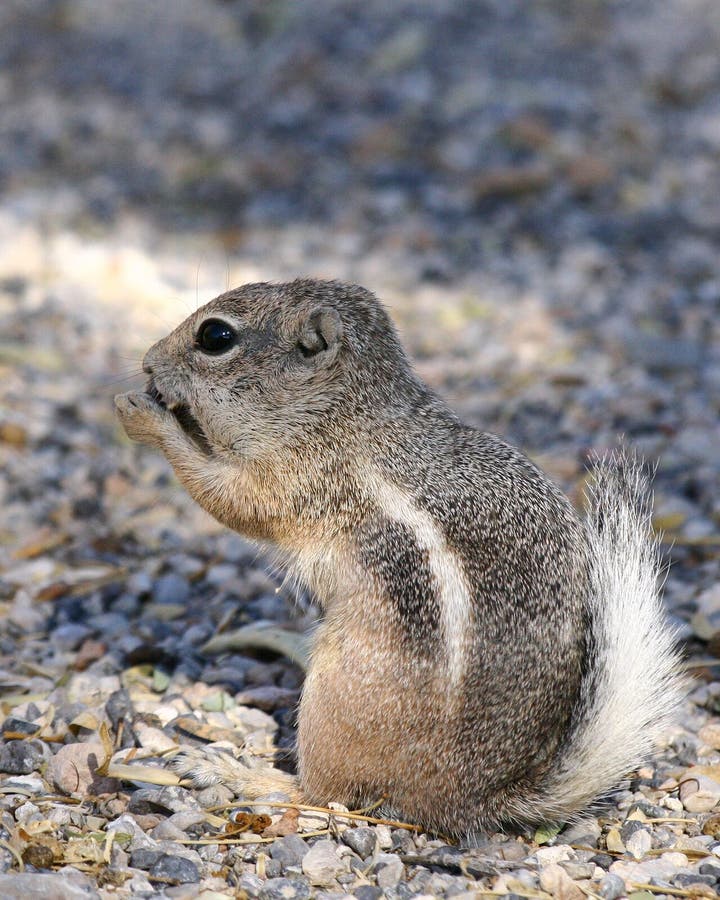 Praying Squirrel stock image. Image of furry, mephoto - 10596025