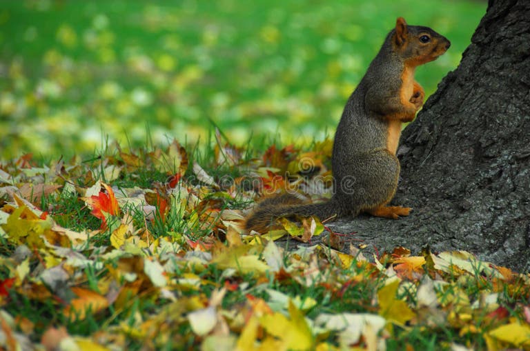 Squirrel 7 stock image. Image of indiana, rodents, wildlife - 1490755