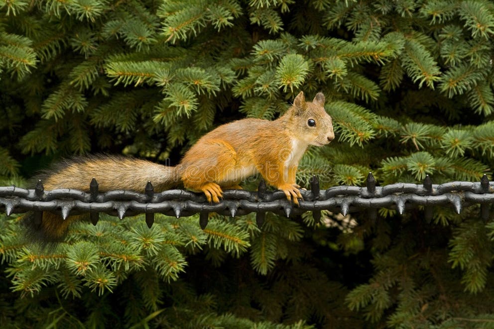 The squirrel stock image. Image of chain, tree, autumn - 7000889