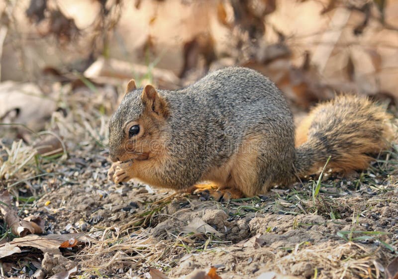 Person feeding squirrel stock photo. Image of palm, side - 24286418
