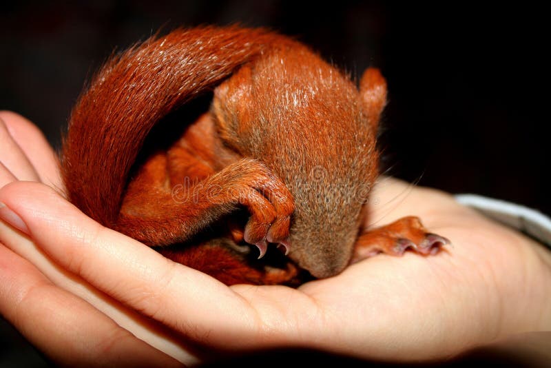 The squirrel stock image. Image of wildlife, tiny, squirrel - 7677947