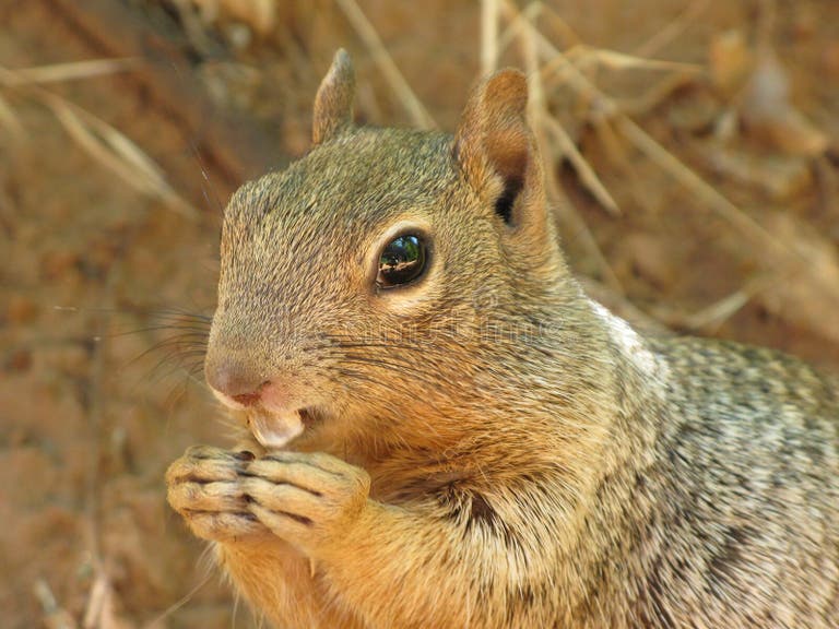 2,010 Squirrel Teeth Stock Photos - Free & Royalty-Free Stock Photos ...