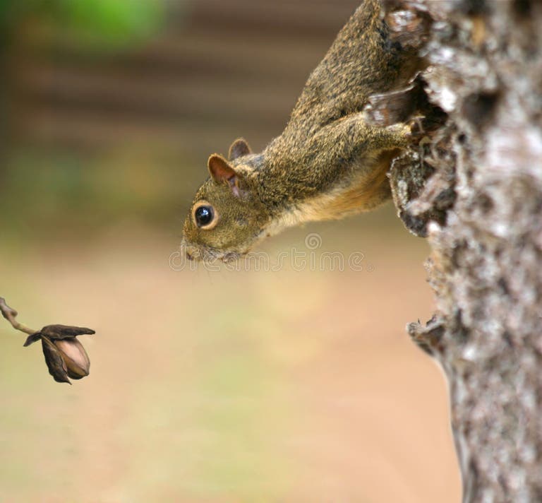 Squirrel stock photo. Image of animal, mammal, perseverance - 9388428