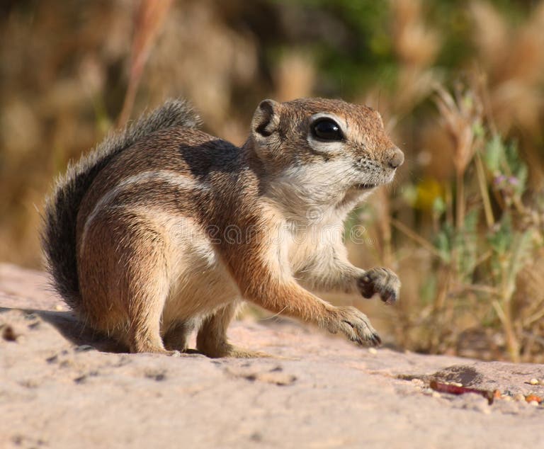 122 Squirrel Cheek Pouch Stock Photos - Free & Royalty-Free Stock ...