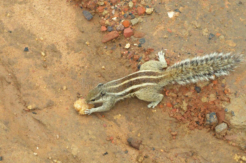 Squirrel in the action stock photo. Image of season, walnuts - 50559362