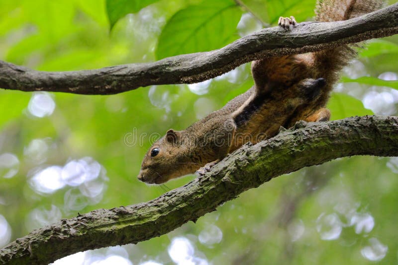 Squirrel in action stock photo. Image of action, grizzled - 31216140