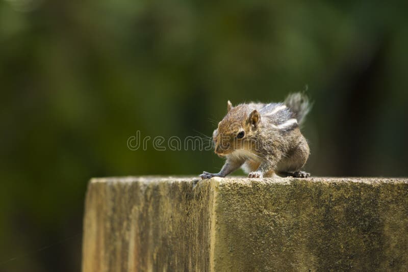 Squirrel on action stock photo. Image of fluffy, branch - 266453980
