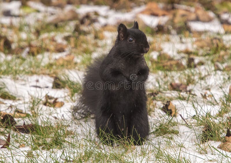 Squirrel alert for danger stock image. Image of primate - 266964821