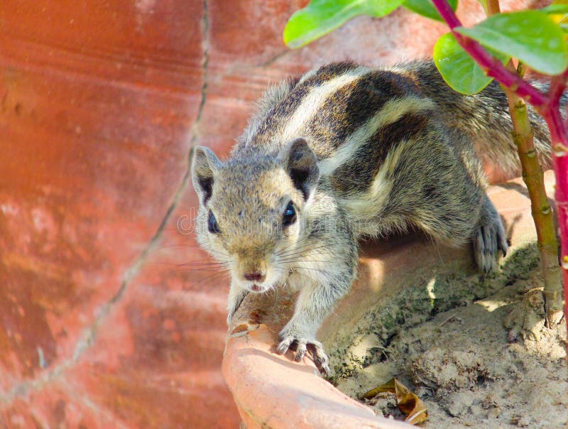 Squirrel in Alert Position stock photo. Image of forest - 92044452