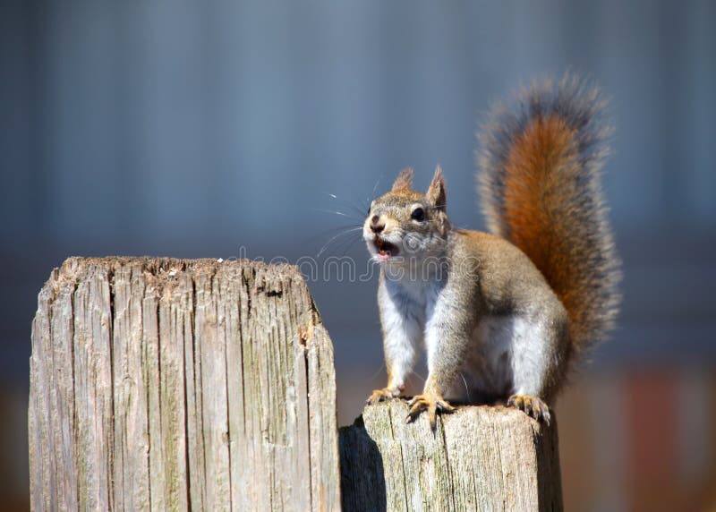 176 Angry Squirrel Stock Photos - Free & Royalty-Free Stock Photos from ...