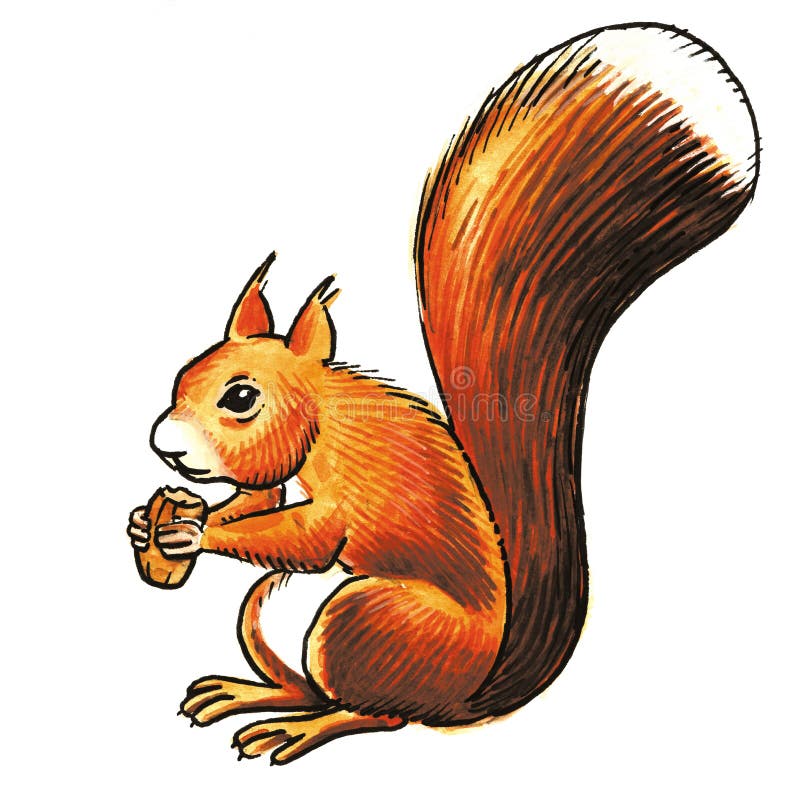 Squirrel animal stock illustration. Illustration of drawing - 8896659