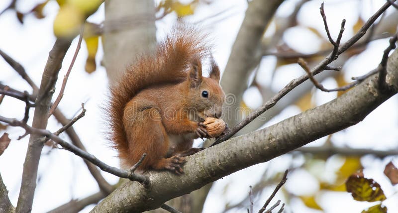Squirrel Red Animal Rodents WildLife Eating Stock Image - Image of ...