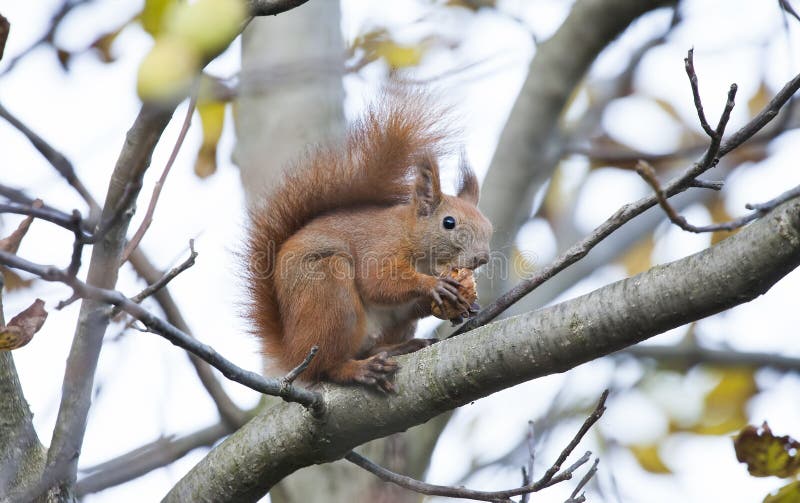 Grey Squirrel Eating Walnut Stock Photo - Image of outdoors, walnut ...