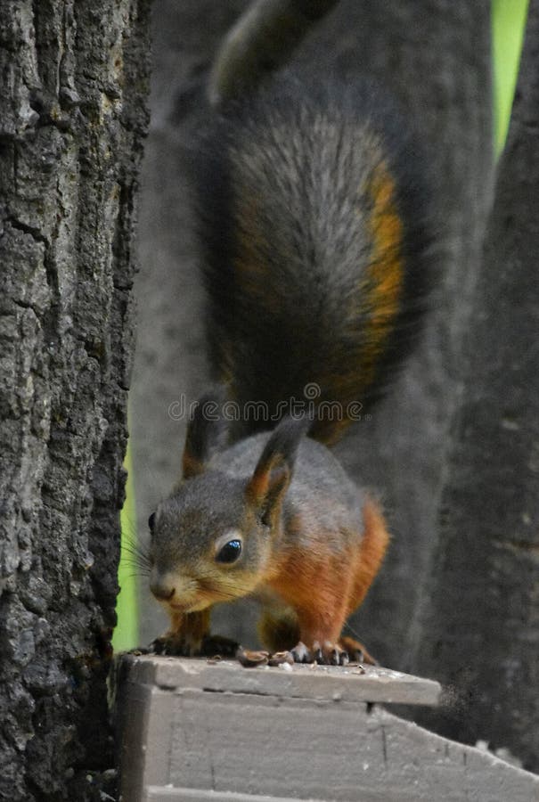 Squirrel Animals Park Red Hair Stock Photo - Image of park, animals ...