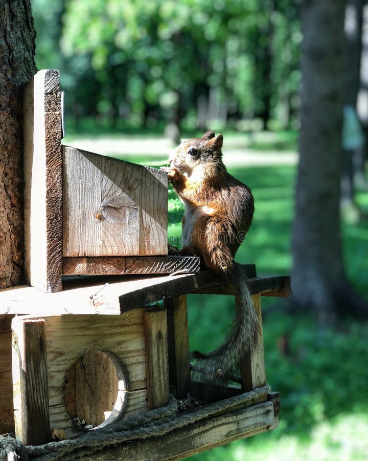 Squirrel, animals stock image. Image of animals, squirrel - 131858013