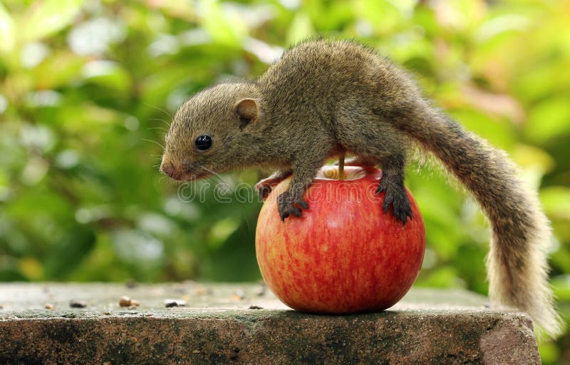 Squirrel on an apple stock image. Image of squirrels - 26621629