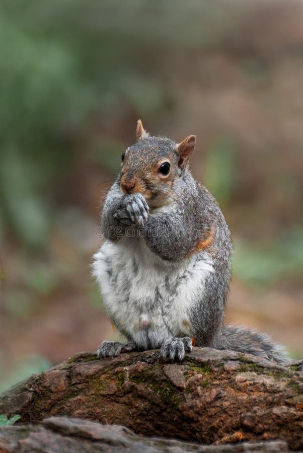 Squirreleye Stock Illustrations – 1 Squirreleye Stock Illustrations ...