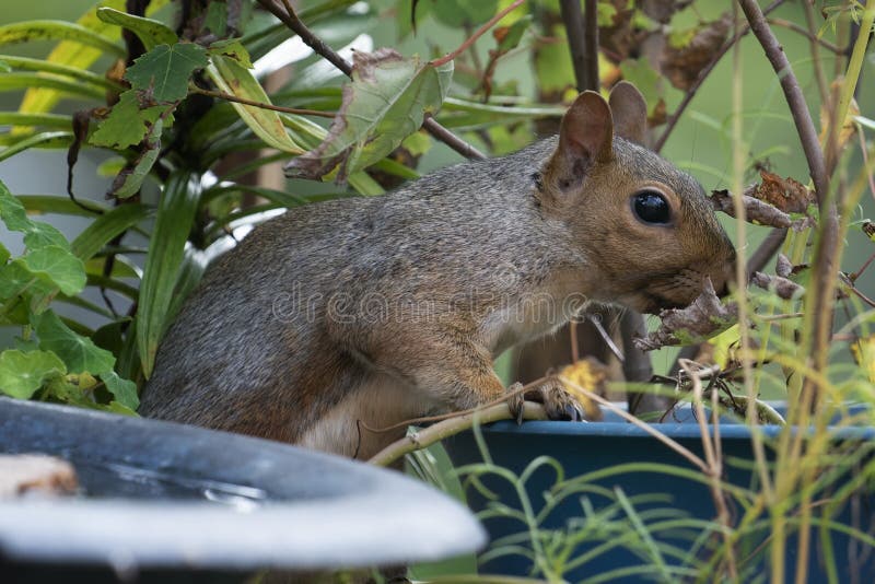 A Squirrel Arrives at the Bird Bath Stock Photo - Image of bird ...