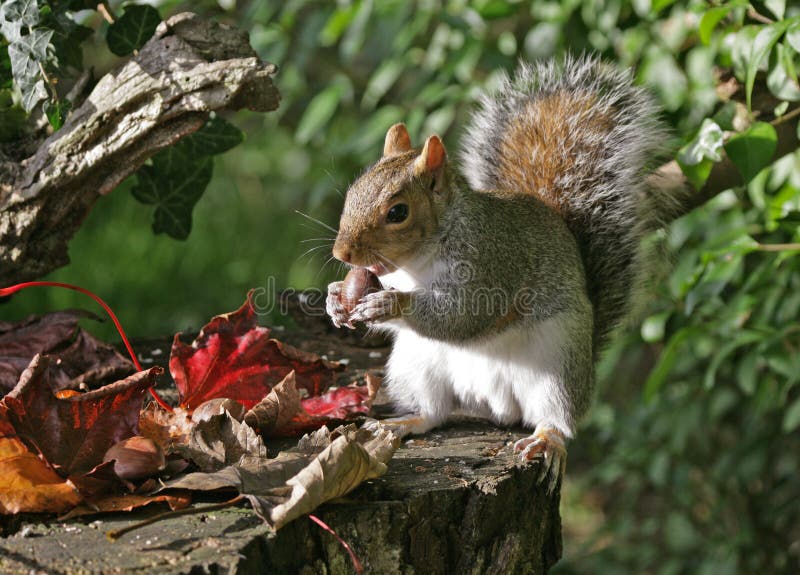 Squirrel in Autumn stock image. Image of rodent, garden - 8302053
