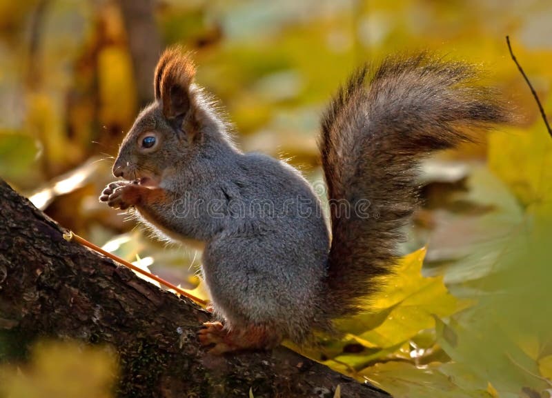 Squirrel in the Autumn Forest Stock Photo - Image of sciurus, forest ...