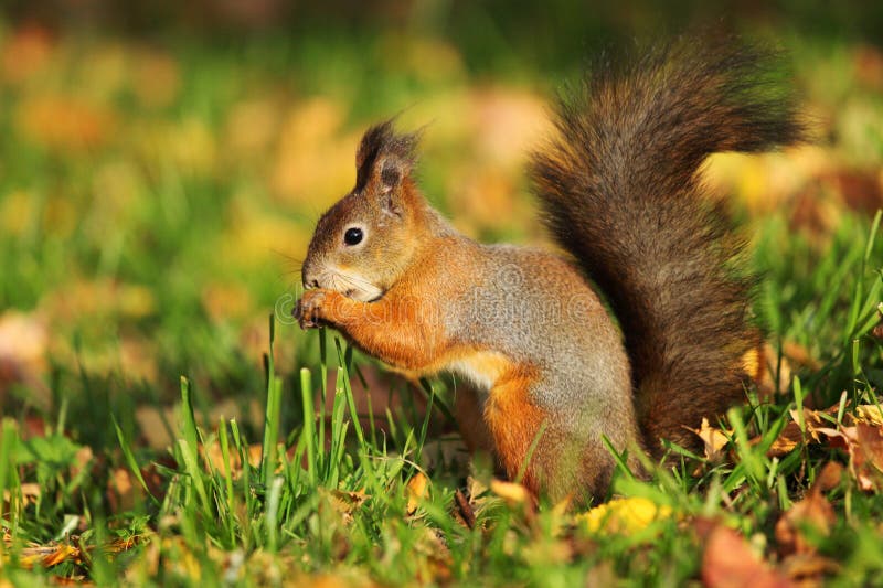 Squirrel in the Autumn Forest Stock Photo - Image of creature, outdoor ...
