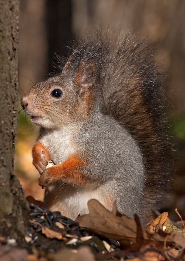 Squirrel in the Autumn Forest Stock Image - Image of sciurus, creature ...
