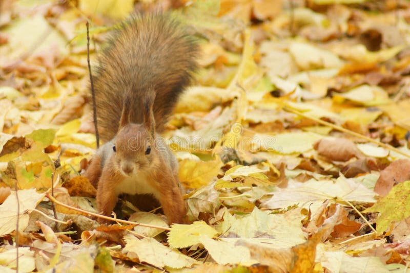 Squirrel in autumn forest stock image. Image of animal - 144422353