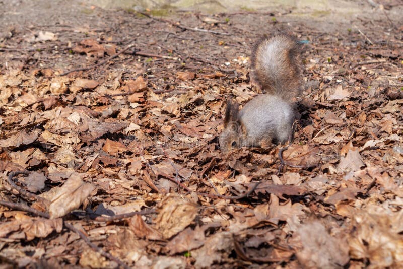 Squirrel in autumn colors stock photo. Image of food - 12622612