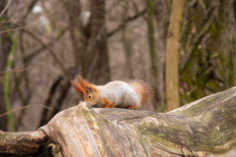 Squirrel In The Autumn Forest In Ukraine During The Day Stock Photo ...