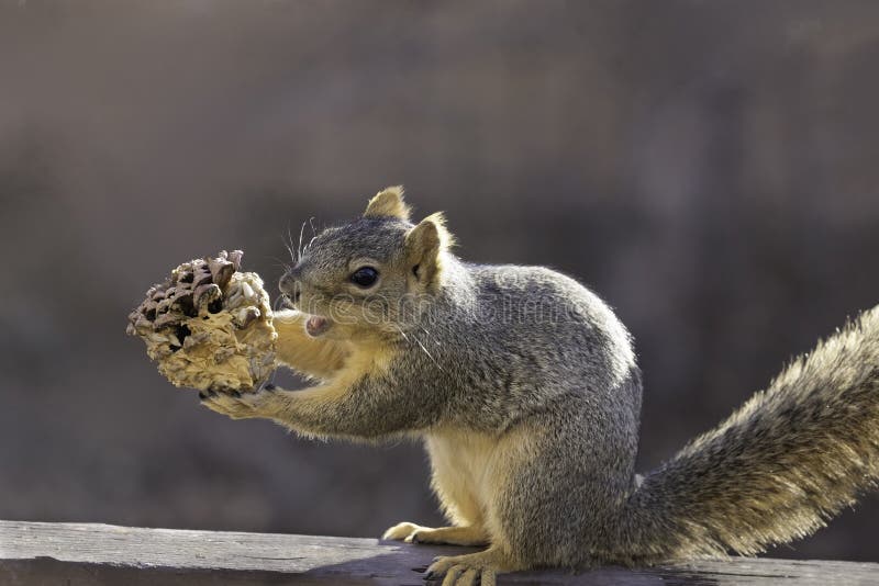 Backyard Squirrel Scratching Himself on Table Stock Image - Image of scratching, funny: 179466557