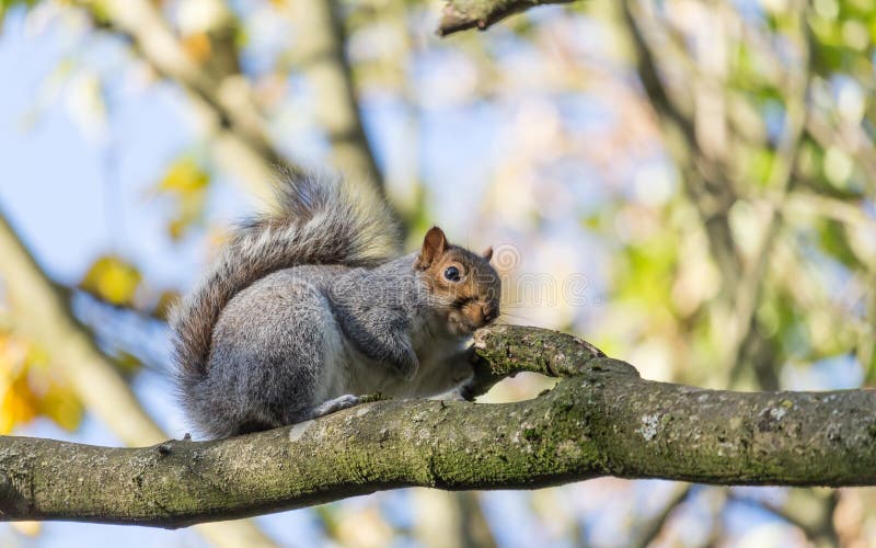 Squirrel Balance stock photo. Image of overlooking, cute - 62266328