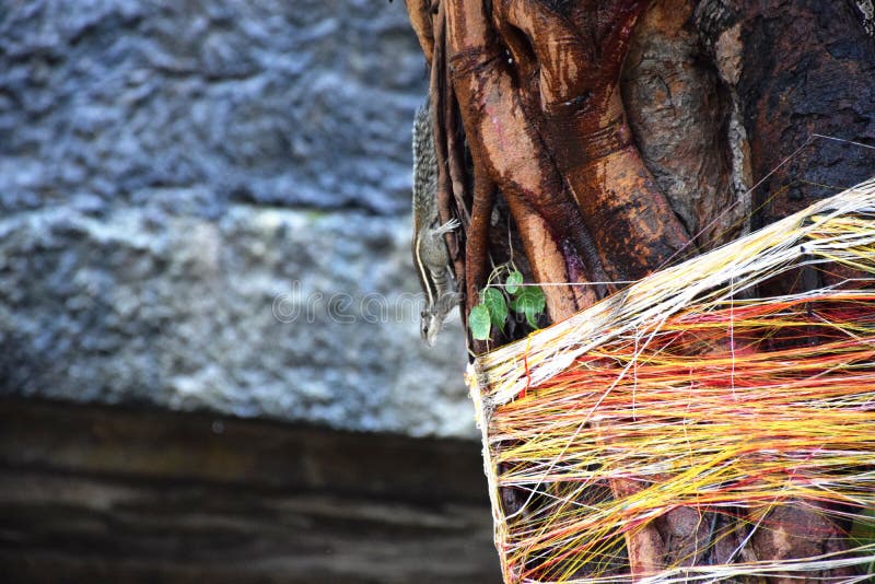 Religious Squirrel Stock Photos - Free & Royalty-Free Stock Photos from ...