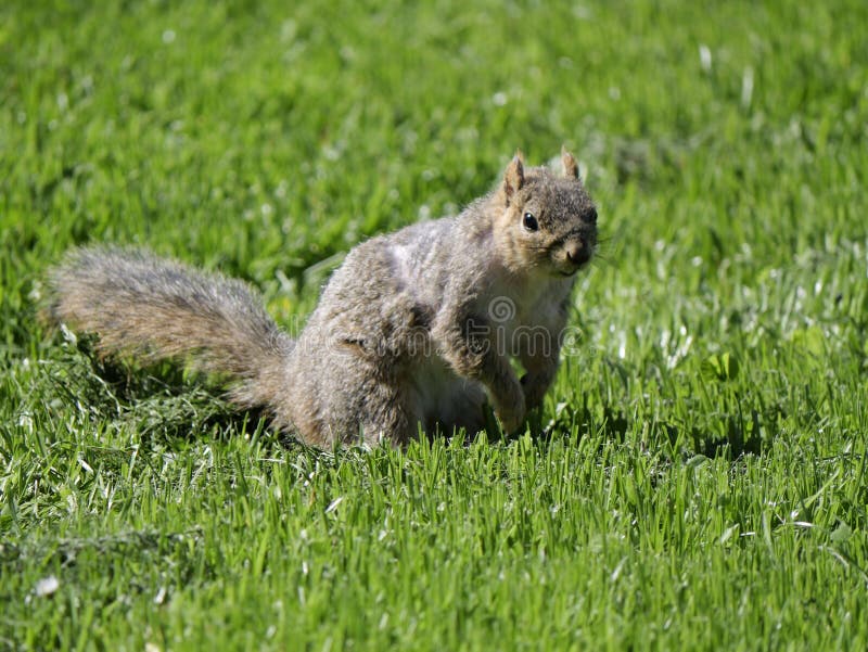 Squirrel Basking in Sunlight on Green Grass. Stock Image - Image of ...