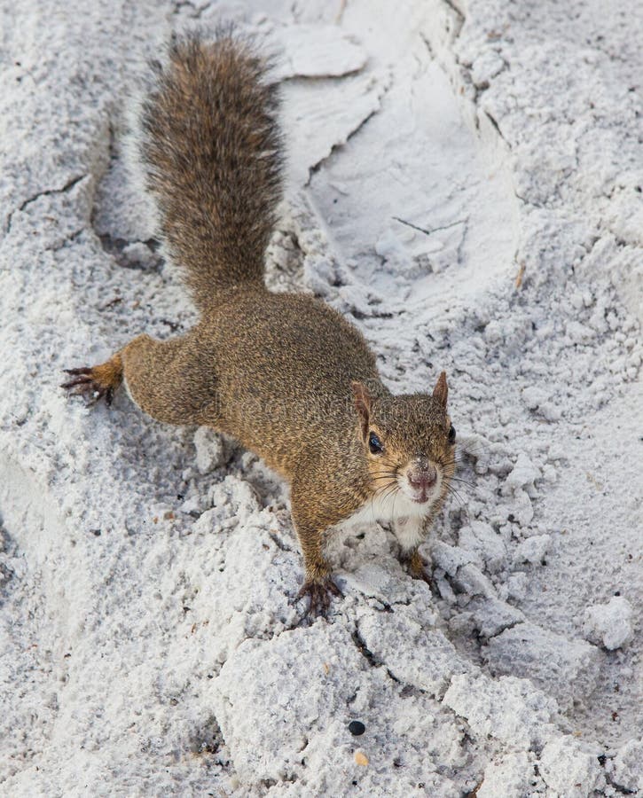 Squirrel on beach stock photo. Image of squirrel, eyes - 28978998