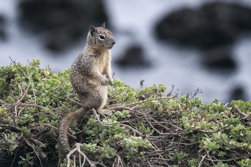 Squirrel at the beach stock photo. Image of water, paws - 1354806
