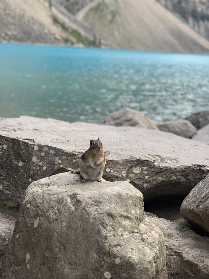 Squirrel stock photo. Image of squirrel, beauty, natural - 214396740