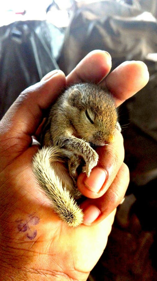 Squirrel stock image. Image of hand, animal, baby, squirrel - 75072821